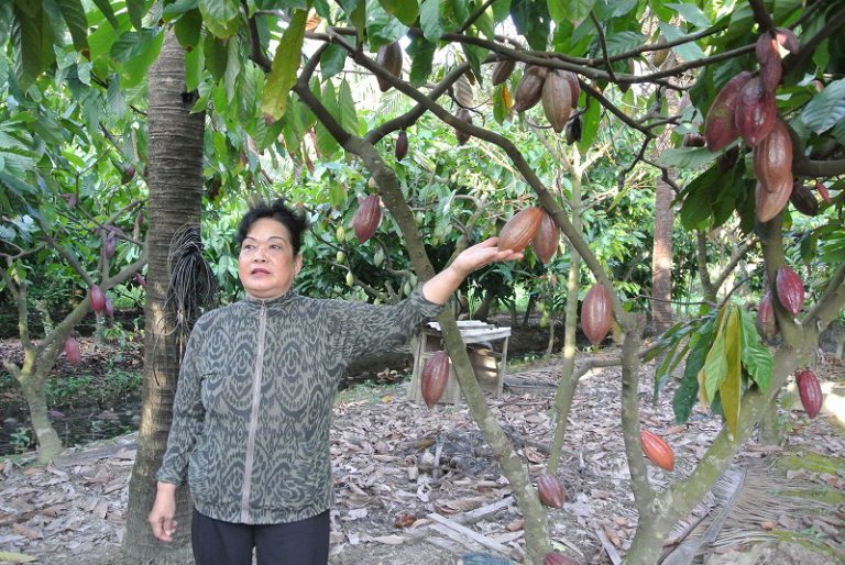 高級チョコレートの原料ベトナム産カカオを求めて | ベトナム旅行・観光のおすすめ情報を現地から | ミーツ ベトナム